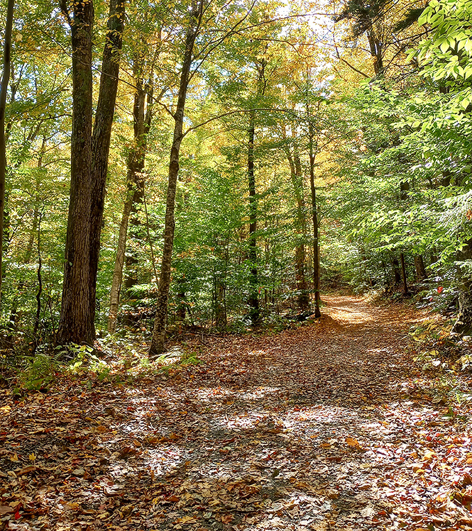 Nature's cathedral: Sunlight filters through autumn leaves on this tranquil Berkshire trail, where hiking feels like walking through a living watercolor.