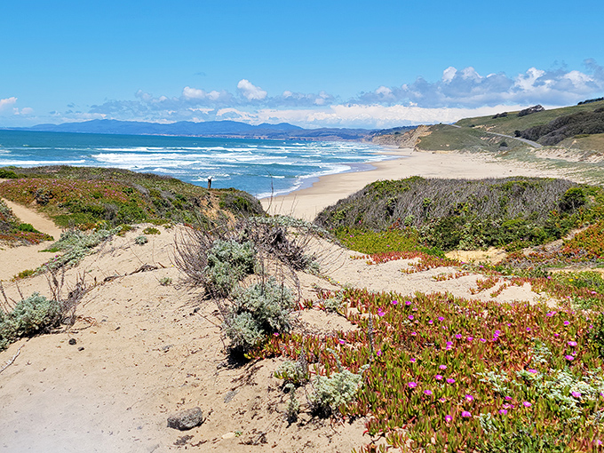 Spring wildflowers frame the coastline view, proving Mother Nature was into mixed media art long before it was trendy.