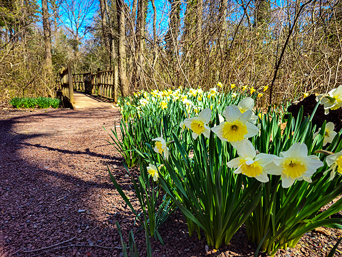 Spring's cheerleaders: daffodils line the woodland path, announcing winter's defeat with their sunny yellow megaphones.