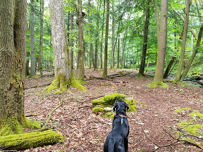 Four-legged tour guide on patrol, demonstrating the proper way to appreciate forest scents that humans sadly miss.