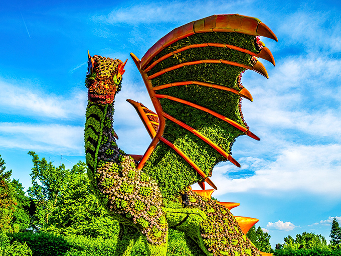 The botanical dragon doesn't breathe fire, but its plant-scaled magnificence still manages to heat up Instagram feeds.