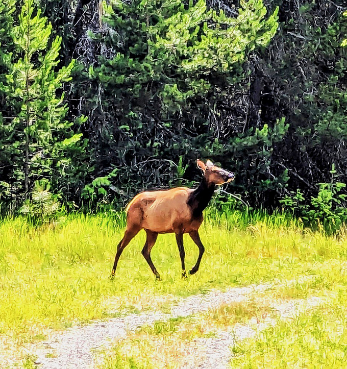 This elk pauses mid-stride, clearly aware it's the supermodel of the forest and we're all just wildlife paparazzi.