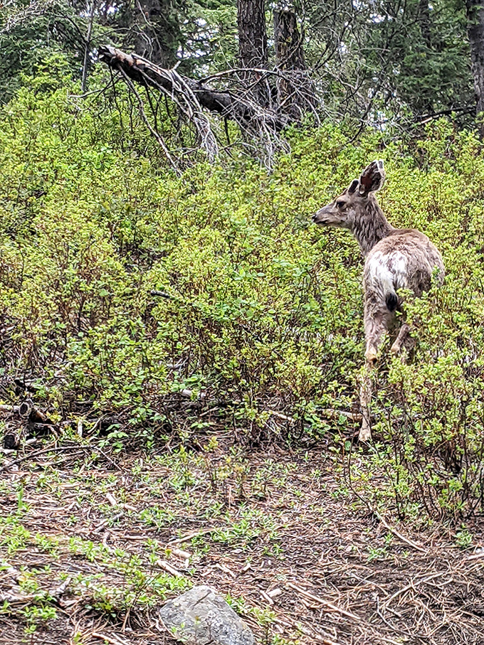 Local residents casually strolling through like they own the place, which technically they do, and they're not apologizing for it.