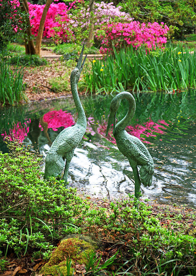 These elegant heron sculptures stand sentinel over pink azalea reflections. Mother Nature and human artistry having a perfectly civilized conversation.