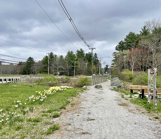 The Community Greenway welcomes spring with daffodils that seem to be saying, "Winter's over! Let's party... tastefully, of course."