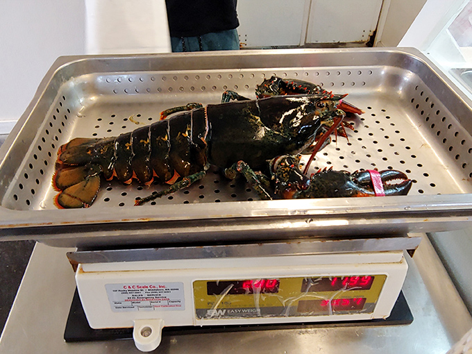 Meet your dinner before it becomes your dinner. This magnificent lobster has more star power than most celebrities walking red carpets these days.