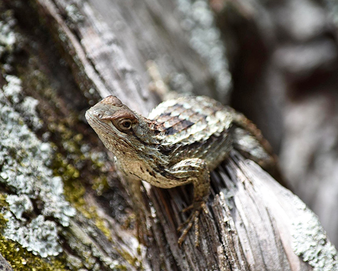 Local lizards bask on sun-warmed rocks, perfectly content in their limestone paradise home.