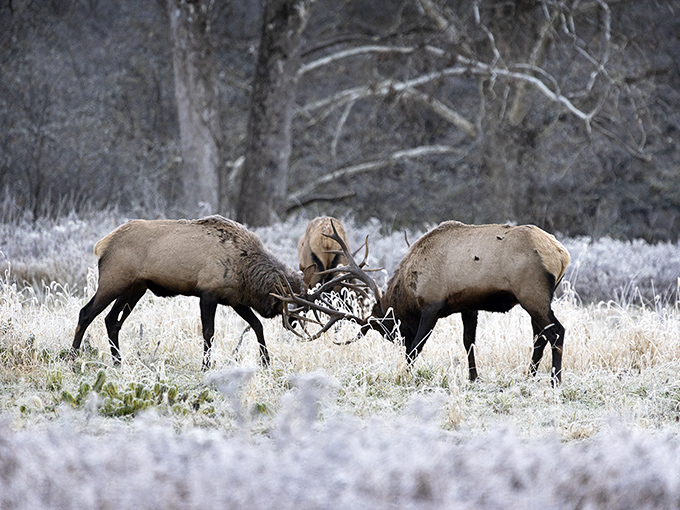 Two bull elk engage in nature's version of arm wrestling. Darwin's "survival of the fittest" looks a lot like my uncles arguing at Thanksgiving.