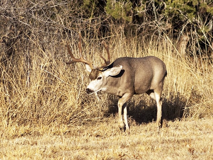 The local welcoming committee! This mule deer clearly didn't get the memo about maintaining a safe distance from tourists.