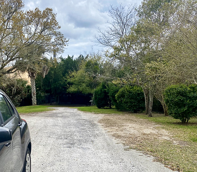 A quiet country lane where Spanish moss and live oaks create nature's perfect canopy&mdash;no Instagram filter required for this authentic Florida moment. 