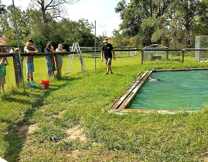 Orange Hill Gator Farm gives visitors an up-close look at Florida's toothiest residents without the crowds of larger wildlife attractions.