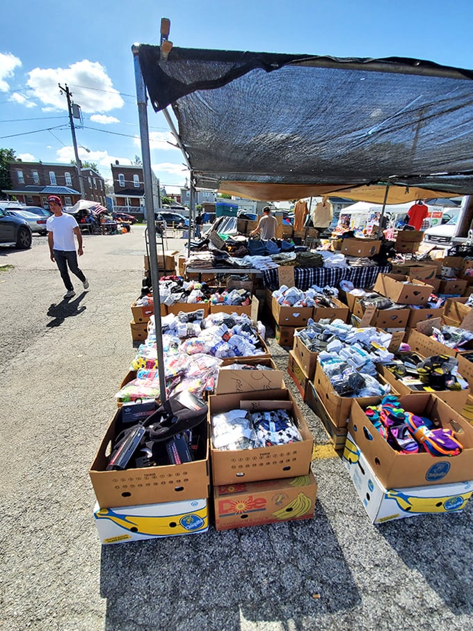 The cardboard box landscape stretches to the horizon, a bargain hunter's paradise where patience yields the greatest rewards.