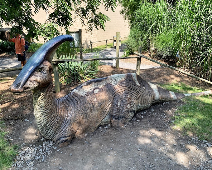 You said the restaurant was just around this corner? This Parasaurolophus model stands in lush surroundings, its distinctive head crest making it look like nature's first attempt at creating a trombone.