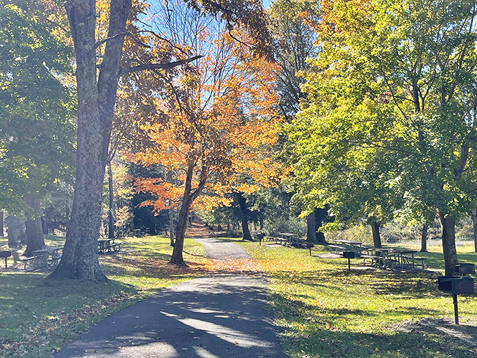 Fall's fashion show on full display. The trees dress in their autumn best, turning an ordinary path into a catwalk of spectacular seasonal colors.