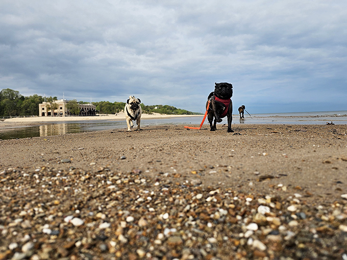 Four-legged beach lovers get their moment too&mdash;proving that happiness is simply wet paws and open space.