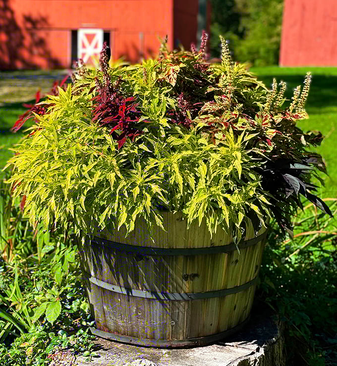 Even the outdoor spaces speak of rustic charm. This wooden barrel planter bridges the gap between antique hunting and garden inspiration.