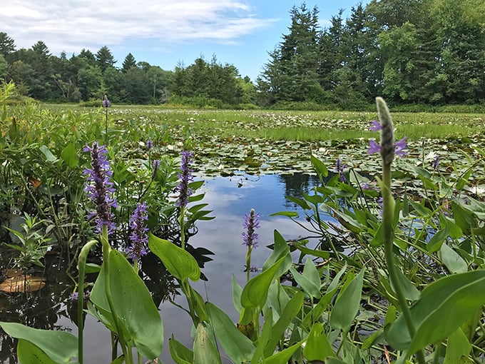 Water lilies and purple blooms create nature's version of a Monet painting&mdash;no museum admission required.