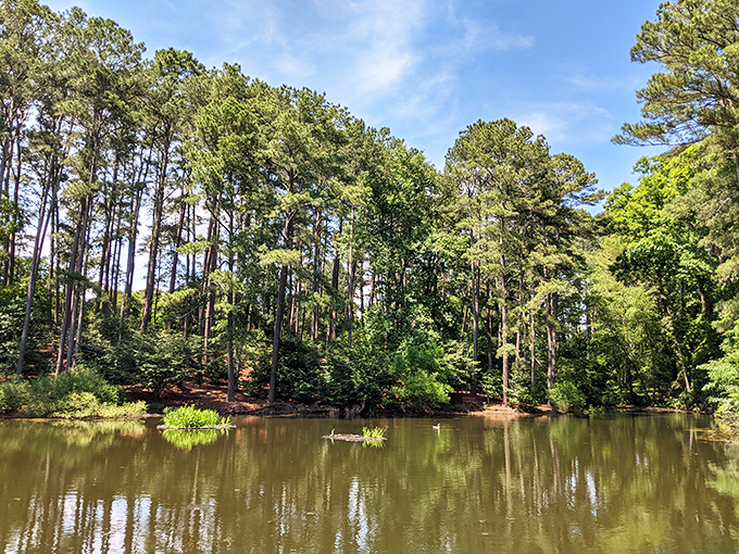 The reflective pond creates nature's perfect mirror, doubling the beauty and making photographers reach for their cameras instinctively.