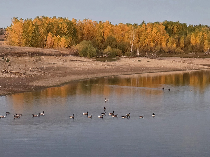Fall's golden performance at the reservoir edge, with Canada geese providing the perfect supporting cast in nature's seasonal theater.