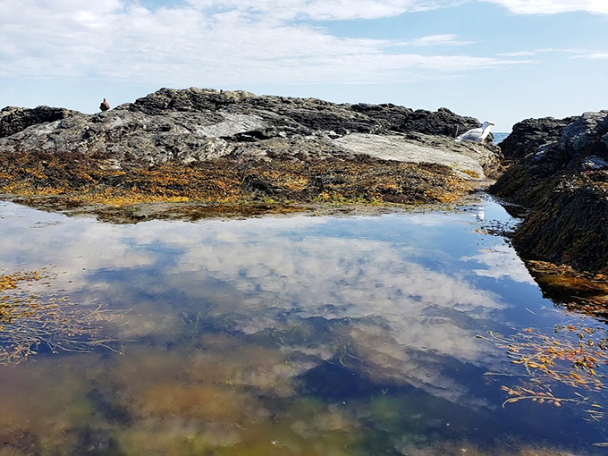 Nature's own infinity pool. These rocky tide pools create miniature ecosystems where the sky reflects perfectly between explorations at low tide.