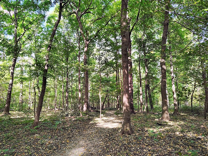Sunlight filters through the leafy canopy, creating a dappled path that feels like walking through a living, breathing cathedral of trees.