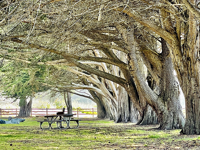 Ancient cypress trees standing guard over picnic tables, offering shade and the perfect spot for contemplating life's big questions.