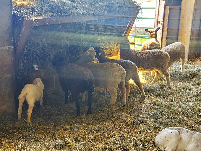 These sheep huddle together in their cozy barn, looking like a woolly committee deciding what field to graze next.