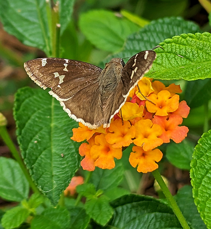 This Southern Cloudywing butterfly treats lantana flowers like an all-you-can-eat buffet, proving that even insects appreciate good presentation.