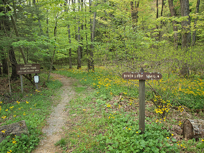 Trail markers pointing you toward nature therapy &ndash; no appointment necessary, no copay required for these sessions.