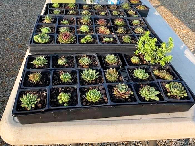 Succulent heaven! These perfectly potted little plants offer low-maintenance greenery for those of us who love plants but weren't blessed with naturally green thumbs.