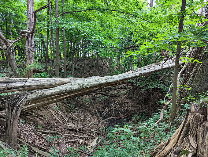 Fallen trees create natural bridges in this untamed woodland, where decomposition is just part of the forest's circle of life.