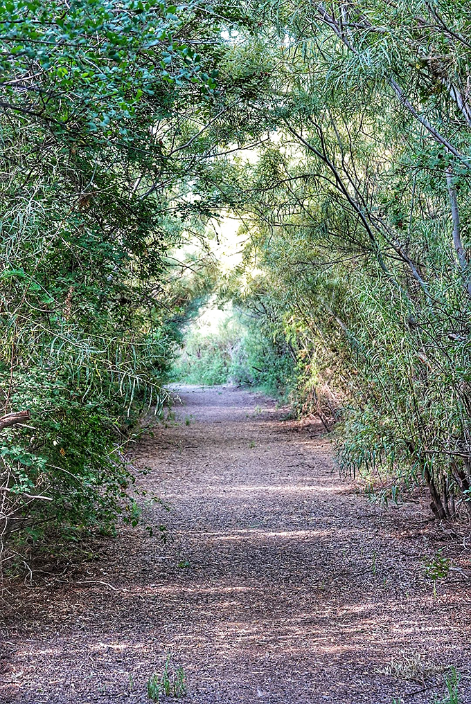 Nature's green tunnel invites you to play Alice in Wonderland. This shaded trail offers sweet relief from the desert sun.