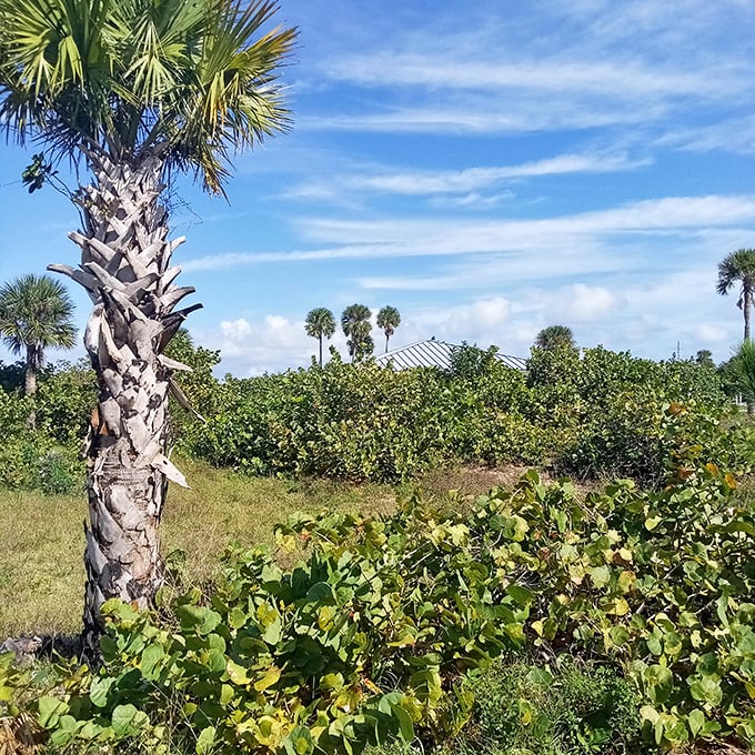 The quintessential Florida landscape: where palm trees stand like sentinels guarding ancient scrubland that existed long before mouse ears and theme parks.