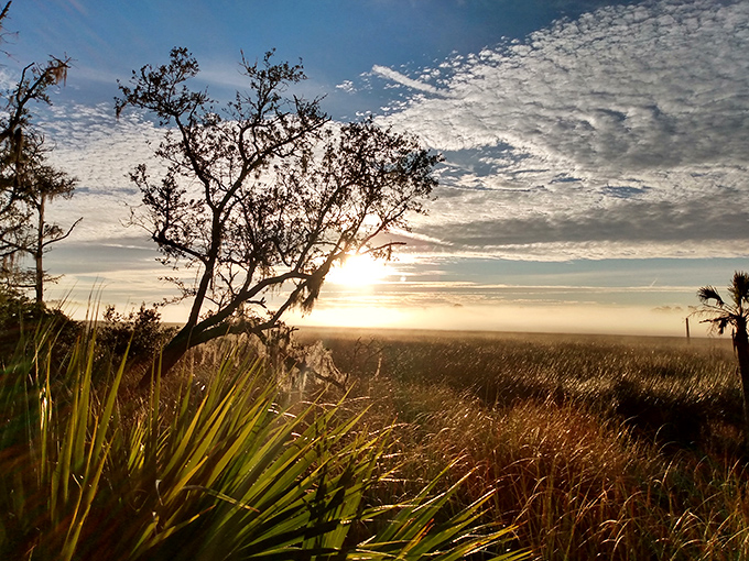Sunrise paints the marsh in golden hues that would make even the most dedicated sleep-lover consider becoming a morning person.