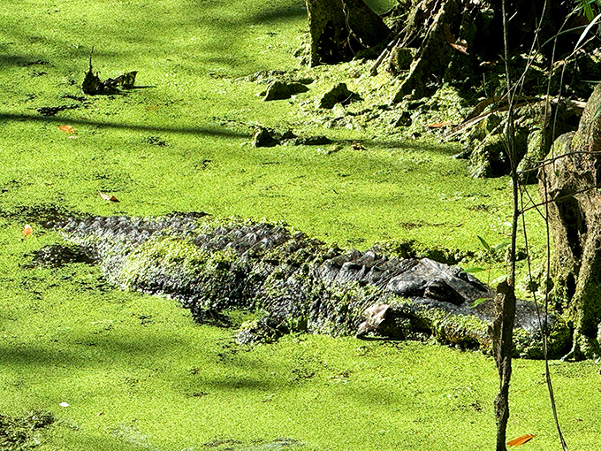 Nature's ultimate master of camouflage &ndash; this alligator has perfected the "I'm just a log" disguise through millions of years of practice.