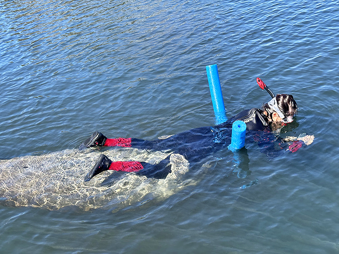 The ultimate Crystal River souvenir isn't something you buy&mdash;it's the memory of floating face-to-face with a curious manatee in their natural habitat.