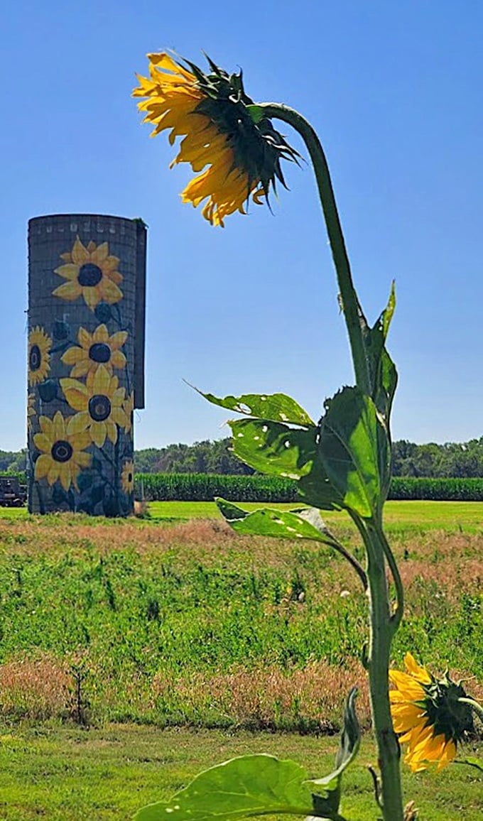 Only in Kansas could a water tower become a canvas for sunflowers, creating an unexpected roadside gallery that perfectly captures the state's spirit. 