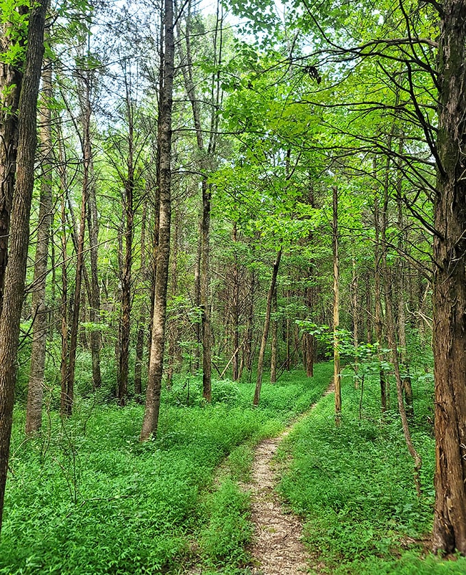 The path less traveled beckons. This verdant trail through Dixon Springs' lush forest practically whispers, "Netflix will still be there when you get back."