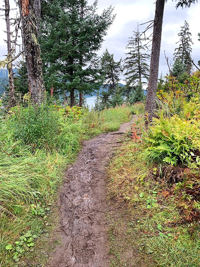 A trail that whispers promises of hidden views around every bend. The forest parts just enough to reveal glimpses of the bay beyond.
