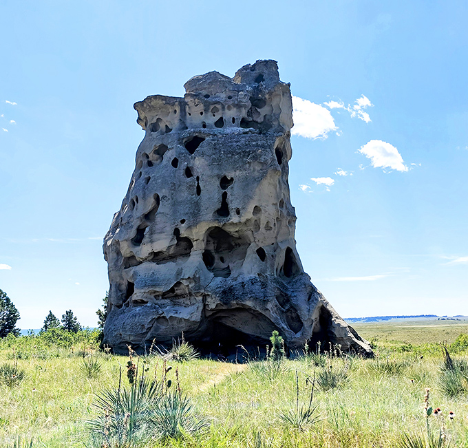 This pockmarked monolith stands like a sentinel on the prairie, its countless holes creating nature's apartment complex for birds and critters.