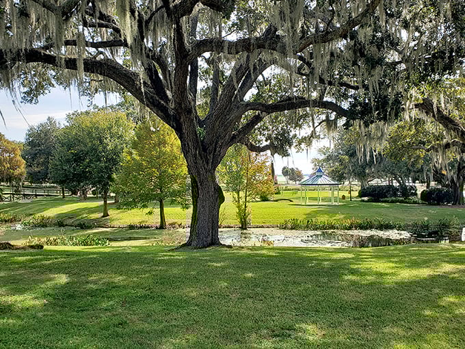 Venetian Gardens showcases Florida's natural splendor, where Spanish moss drapes ancient oaks like nature's own interior decorator decided to show off a bit.