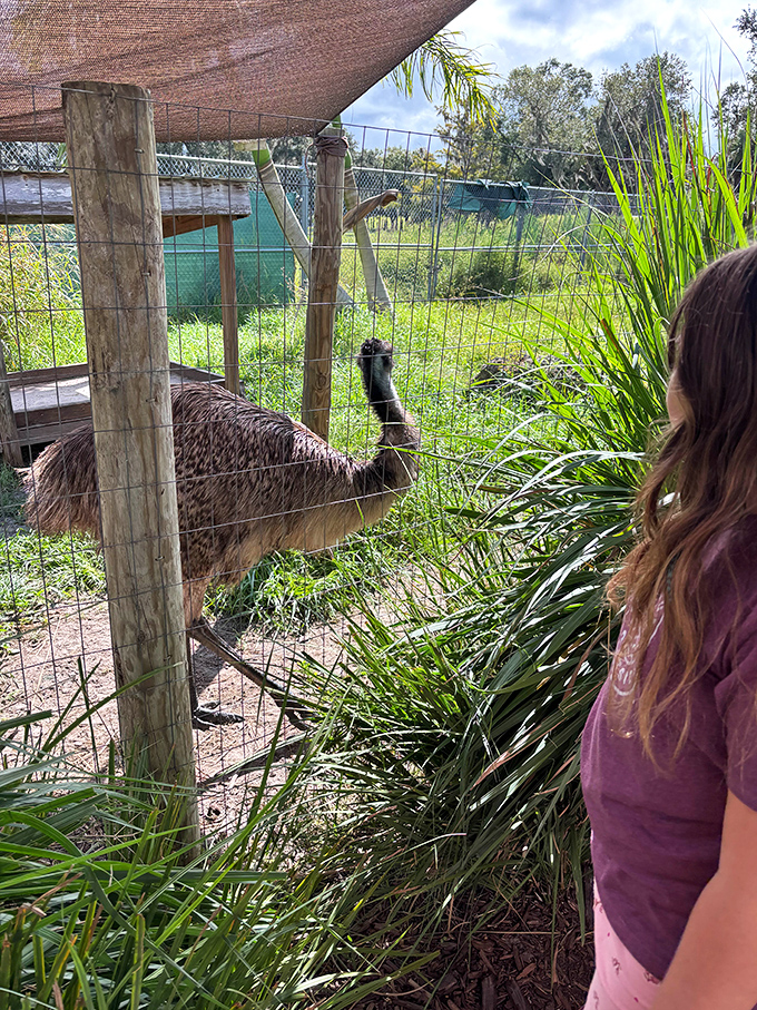 Eye-to-eye encounters with curious emus at Jungle Doria's Wildlife Park offer the kind of authentic animal experiences that beat any digital screen time.