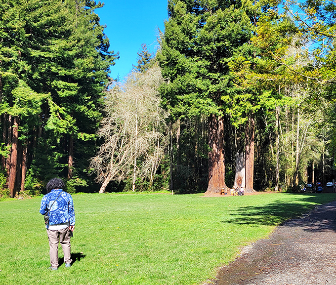 In Redwood Park, visitors find themselves dwarfed by ancient giants, a humbling reminder of nature's magnificent timeline.