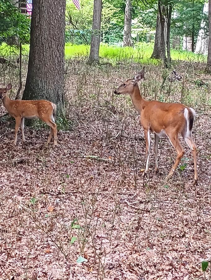 Two deer caught mid-gossip: "Did you hear what the campers in site 12 had for dinner last night?"