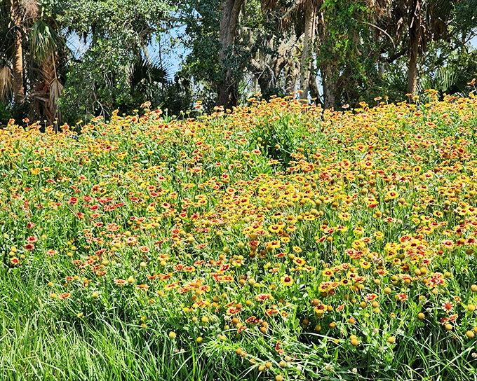 A wildflower explosion that would make even Georgia O'Keeffe reach for her paintbrush. Nature showing off its color palette.