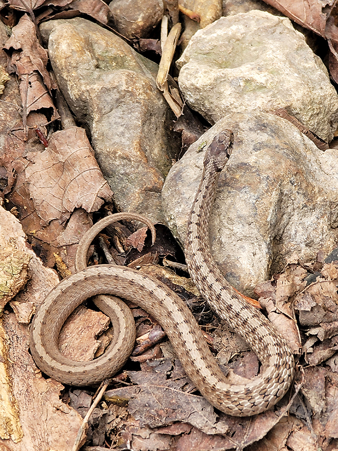 A reminder that we're just visitors here &ndash; this snake has ancestral rights to the limestone landscape dating back far longer than any deed.