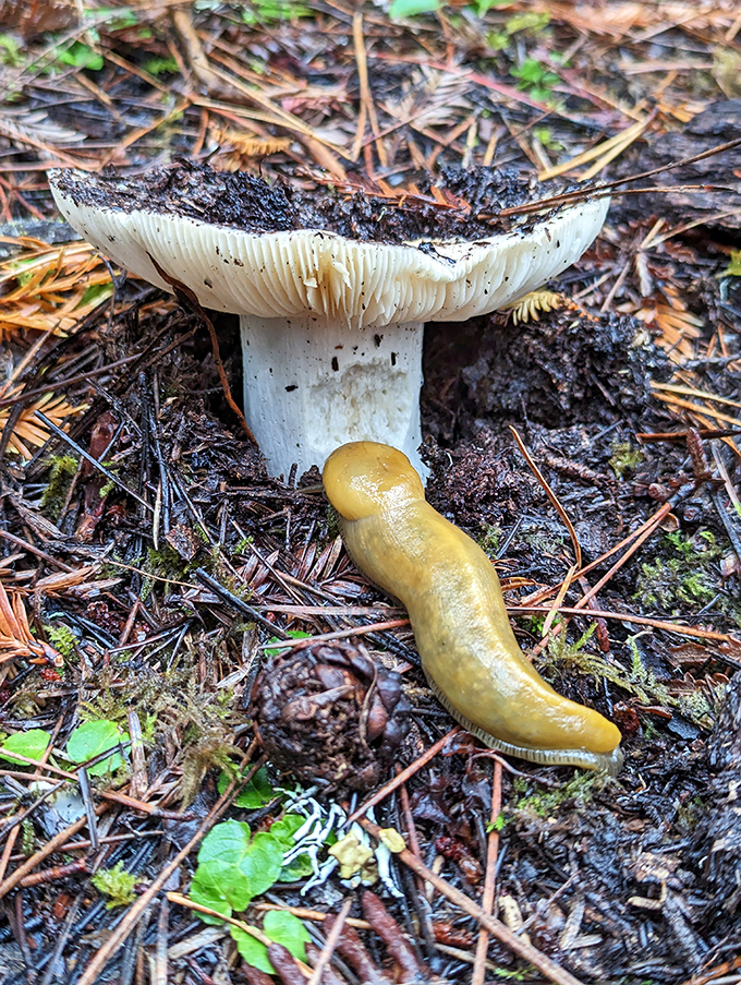 The banana slug and mushroom&mdash;nature's cleanup crew having their own little summit meeting on the forest floor.