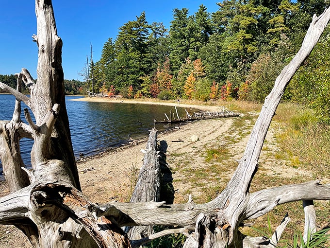 Willand Pond offers peaceful shoreline views where driftwood creates natural sculptures more interesting than most modern art installations you'll see.