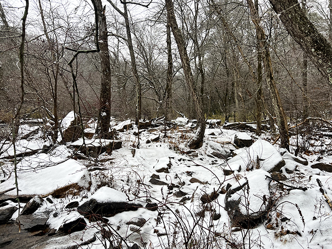 Winter transforms the park into nature's own black-and-white photograph, minus the Instagram filters and pretentious hashtags.