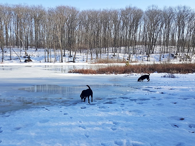 Even dogs appreciate the winter wonderland of frozen lakes. These four-legged explorers finding joy in the simplest pleasures of a Wisconsin winter.